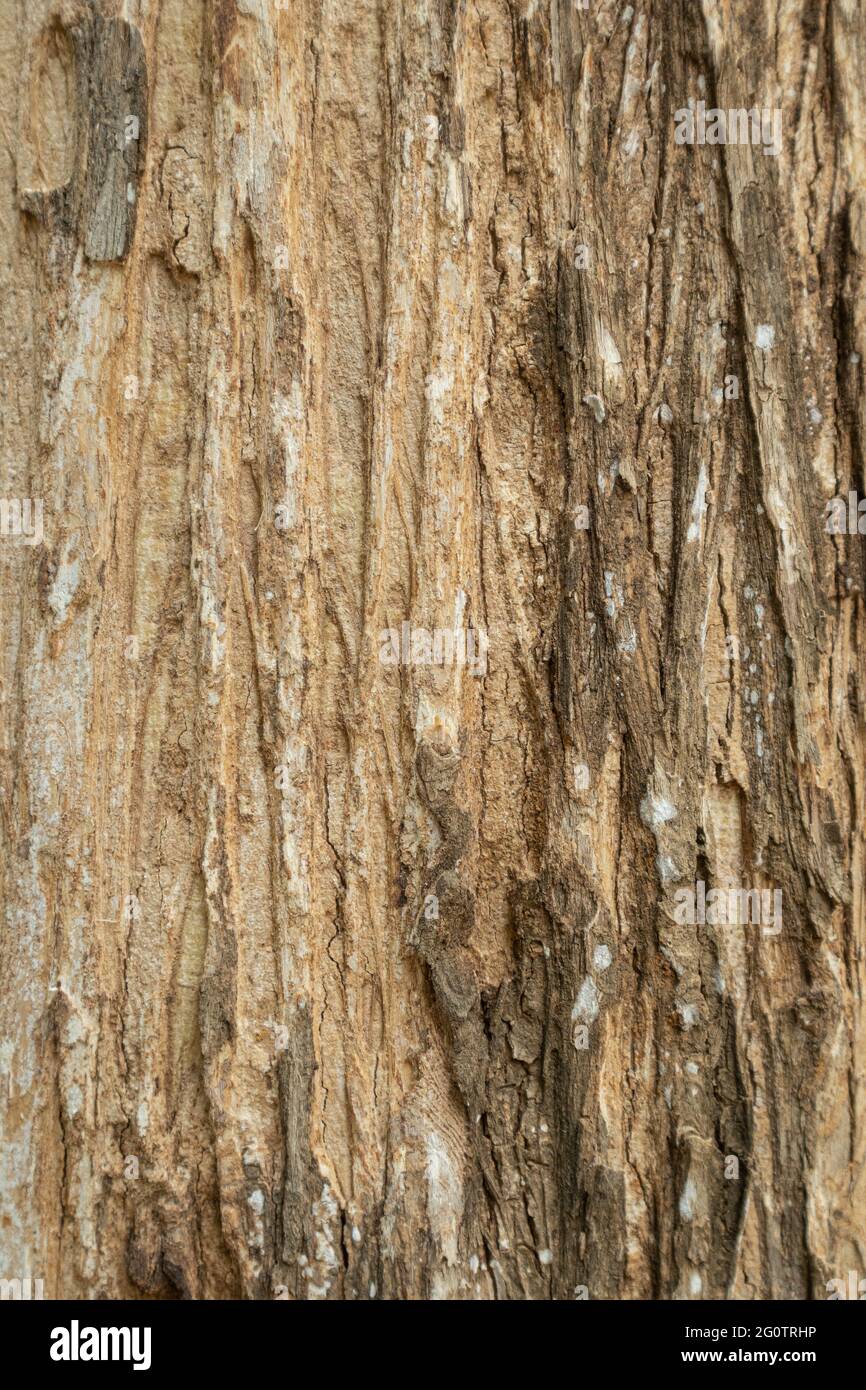 Close up the texture of the tree Beautiful hardwood bark In the ...