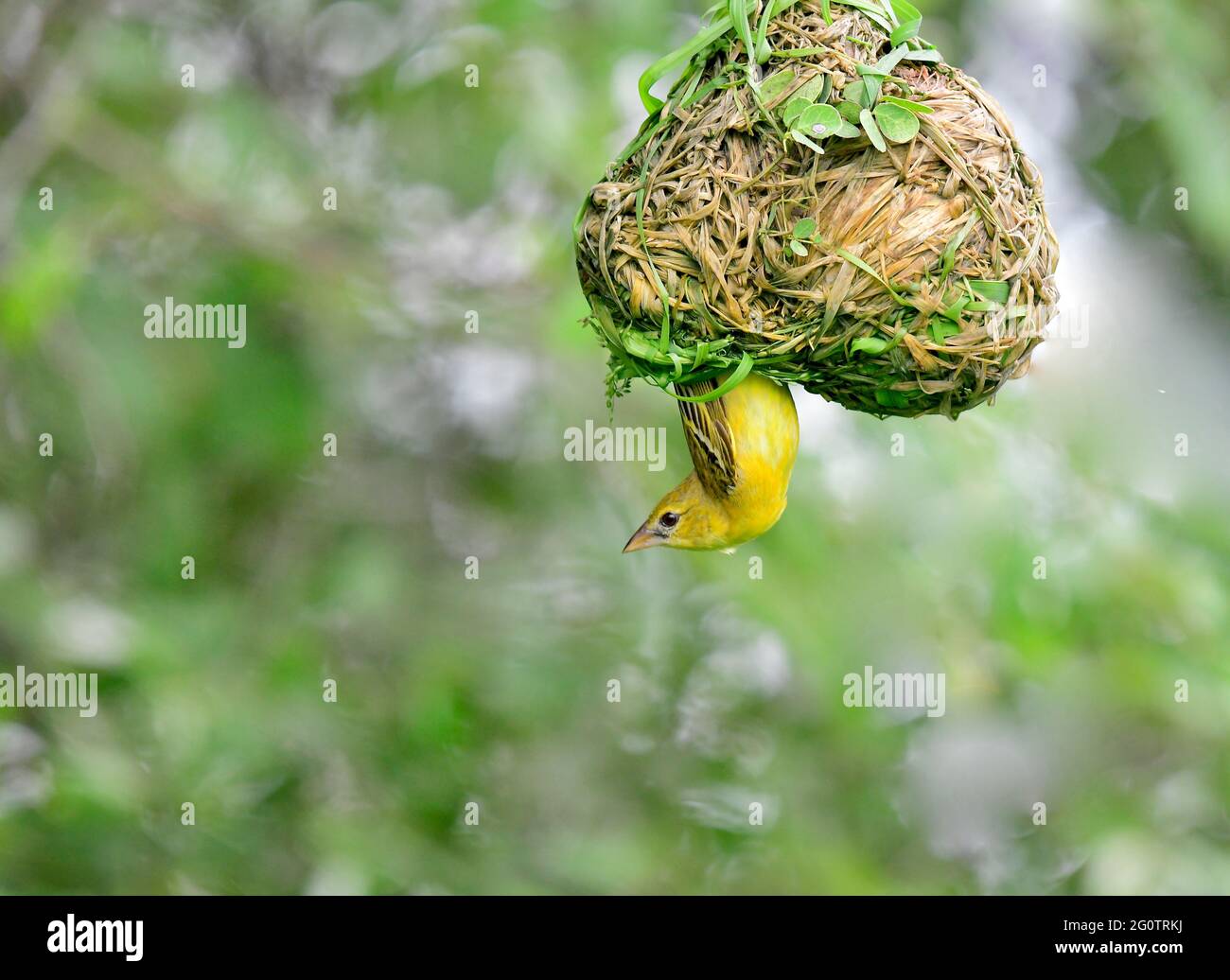 Female masked weaver inspecting a new nest in Kruger National Park ...
