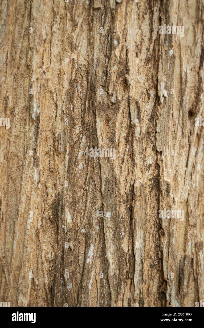 Close up the texture of the tree Beautiful hardwood bark In the ...