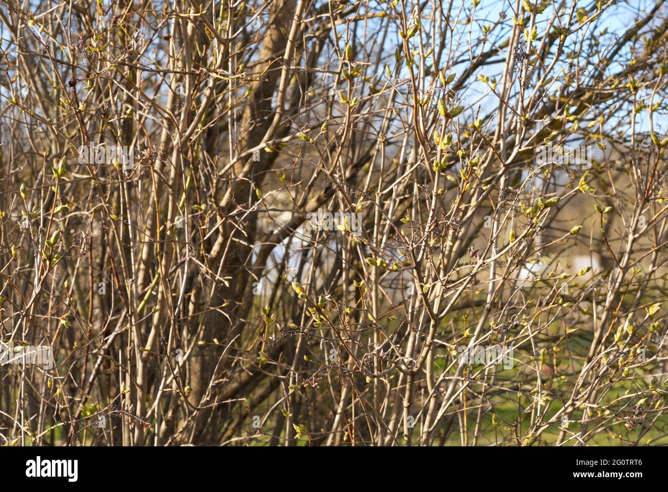 New buds on trees hi-res stock photography and images - Alamy