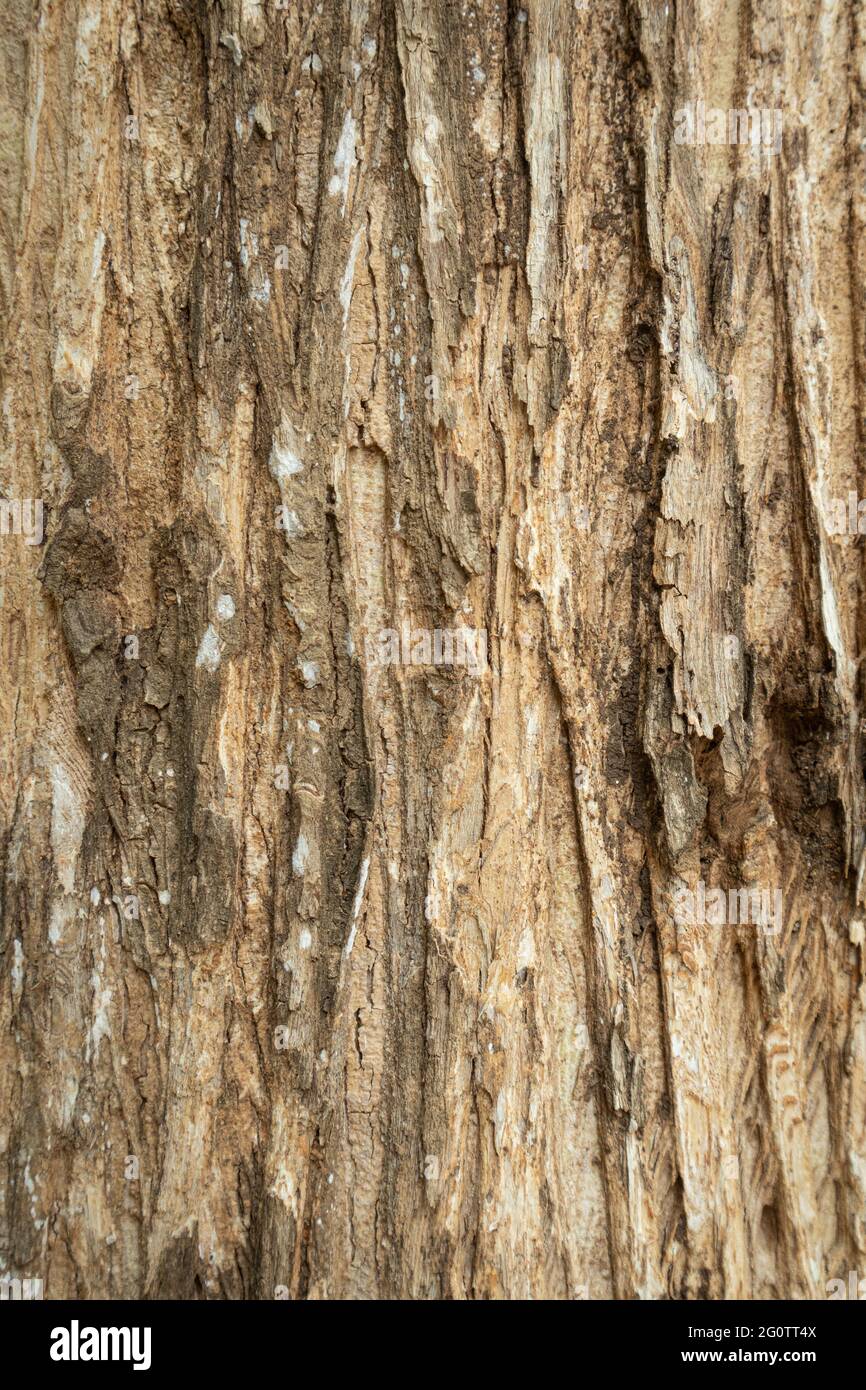 Close up the texture of the tree Beautiful hardwood bark In the ...