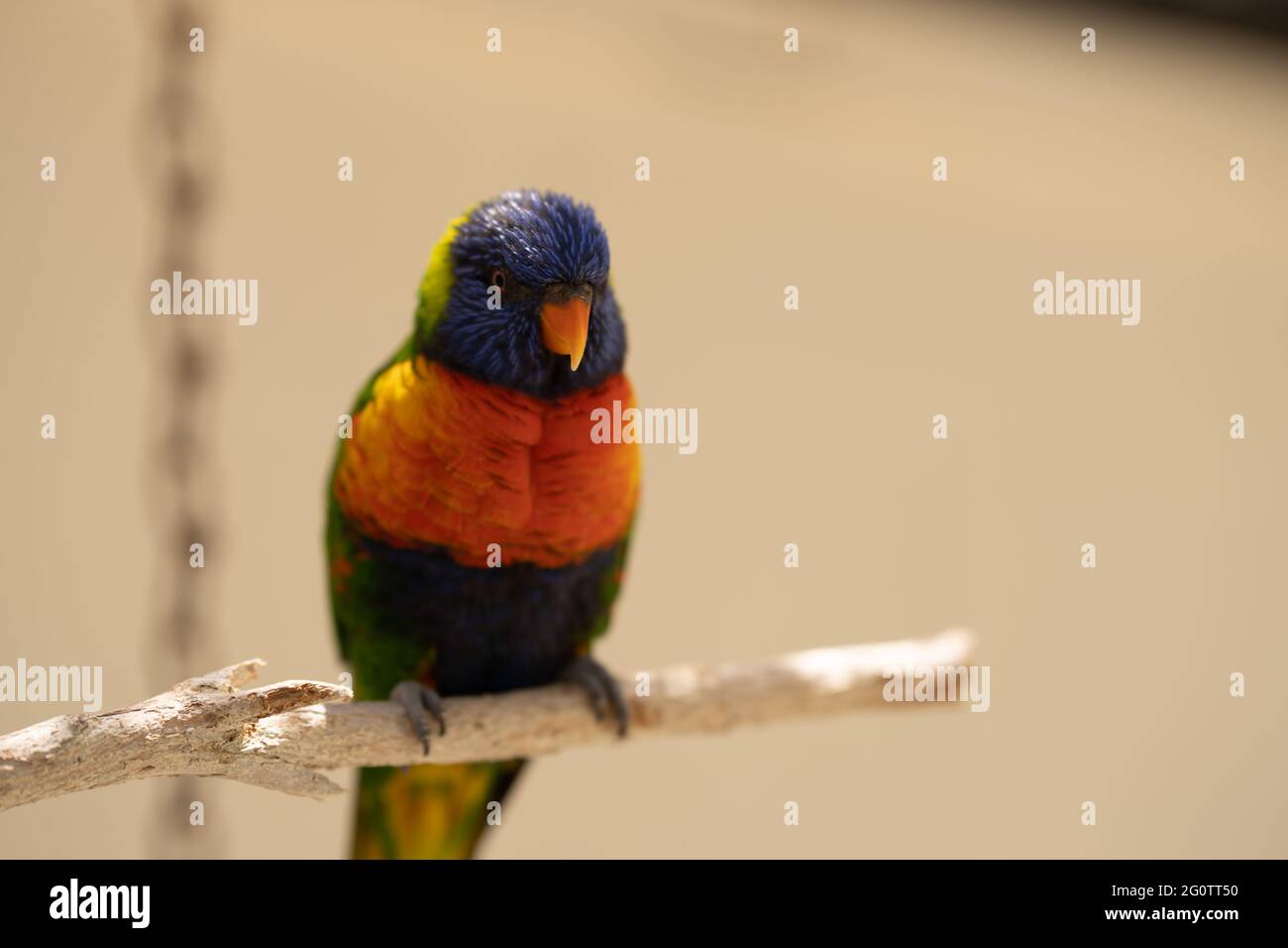Small parrot hi-res stock photography and images - Alamy
