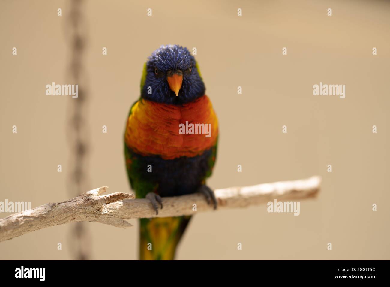 Small parrot hi-res stock photography and images - Alamy