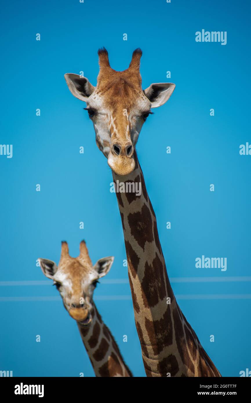 Picture of giraffe hi-res stock photography and images - Alamy