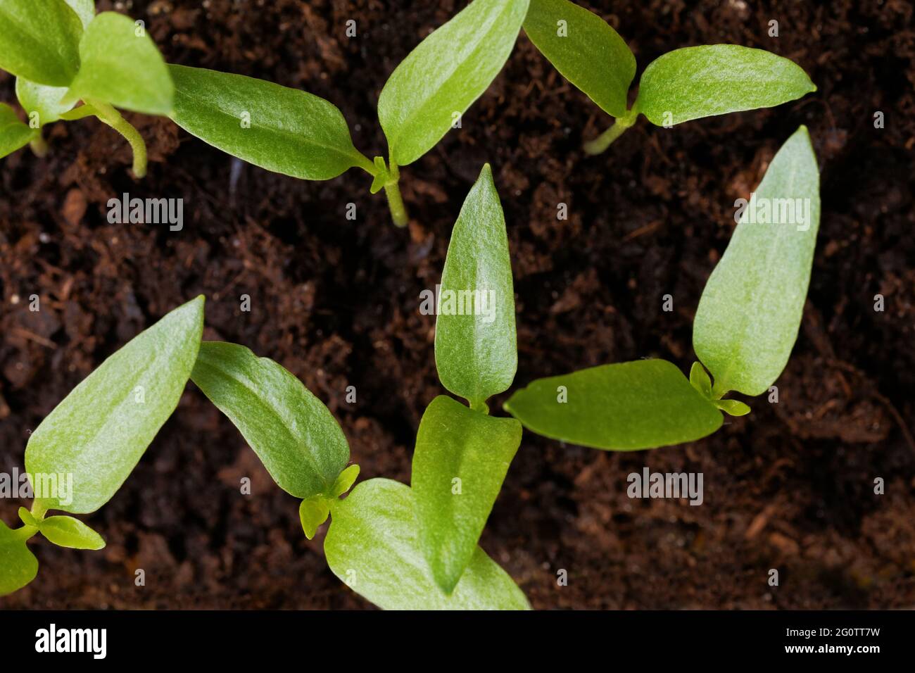Little green sprout in the ground. Top view Stock Photo - Alamy
