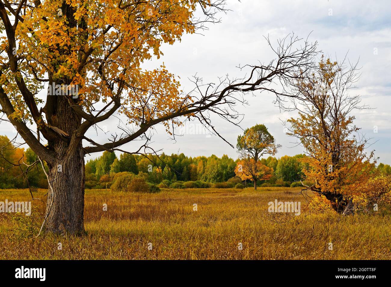 Autumn landscape with yellow-green trees Stock Photo - Alamy