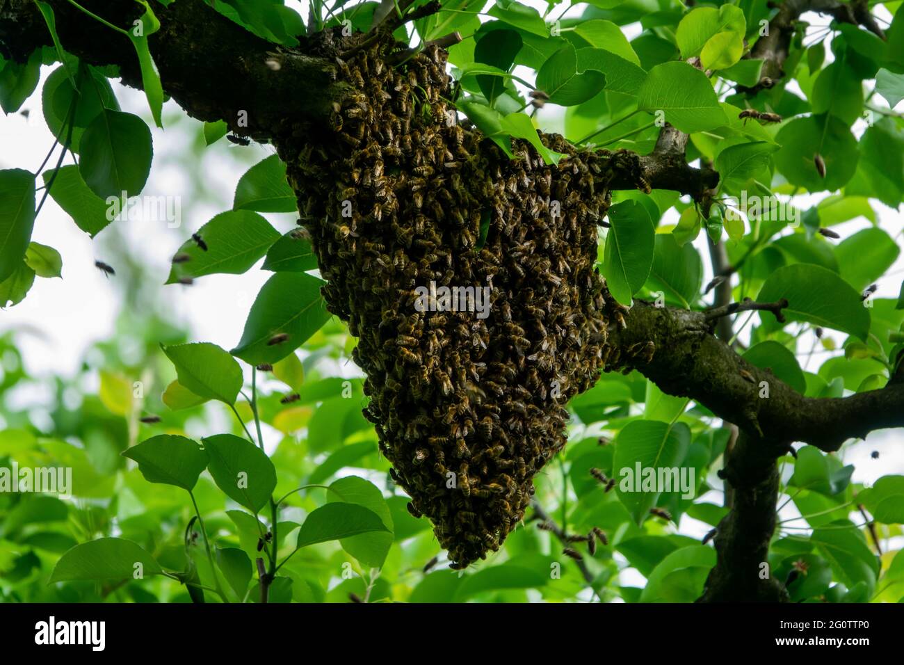 Big swarm of bees hi-res stock photography and images - Alamy