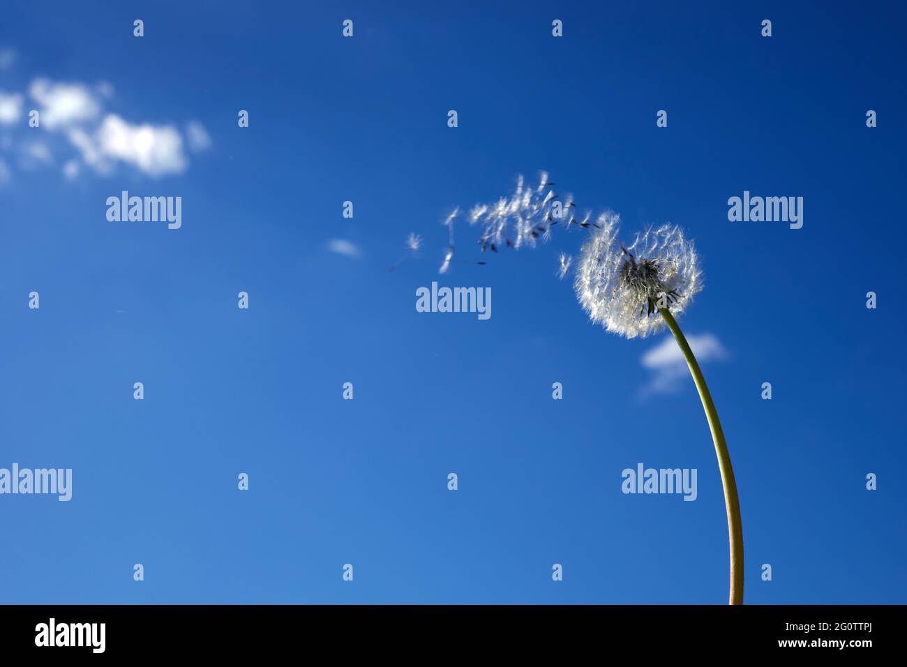 Floating seeds hi-res stock photography and images - Alamy