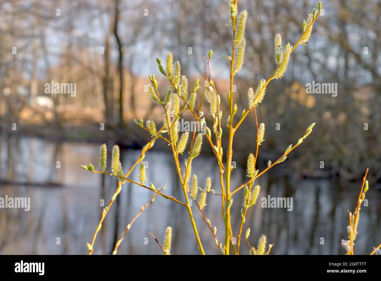 New buds on trees hi-res stock photography and images - Alamy