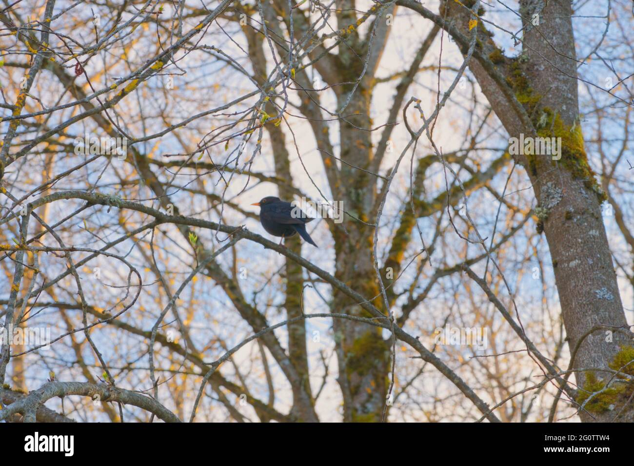 New buds on trees hi-res stock photography and images - Alamy