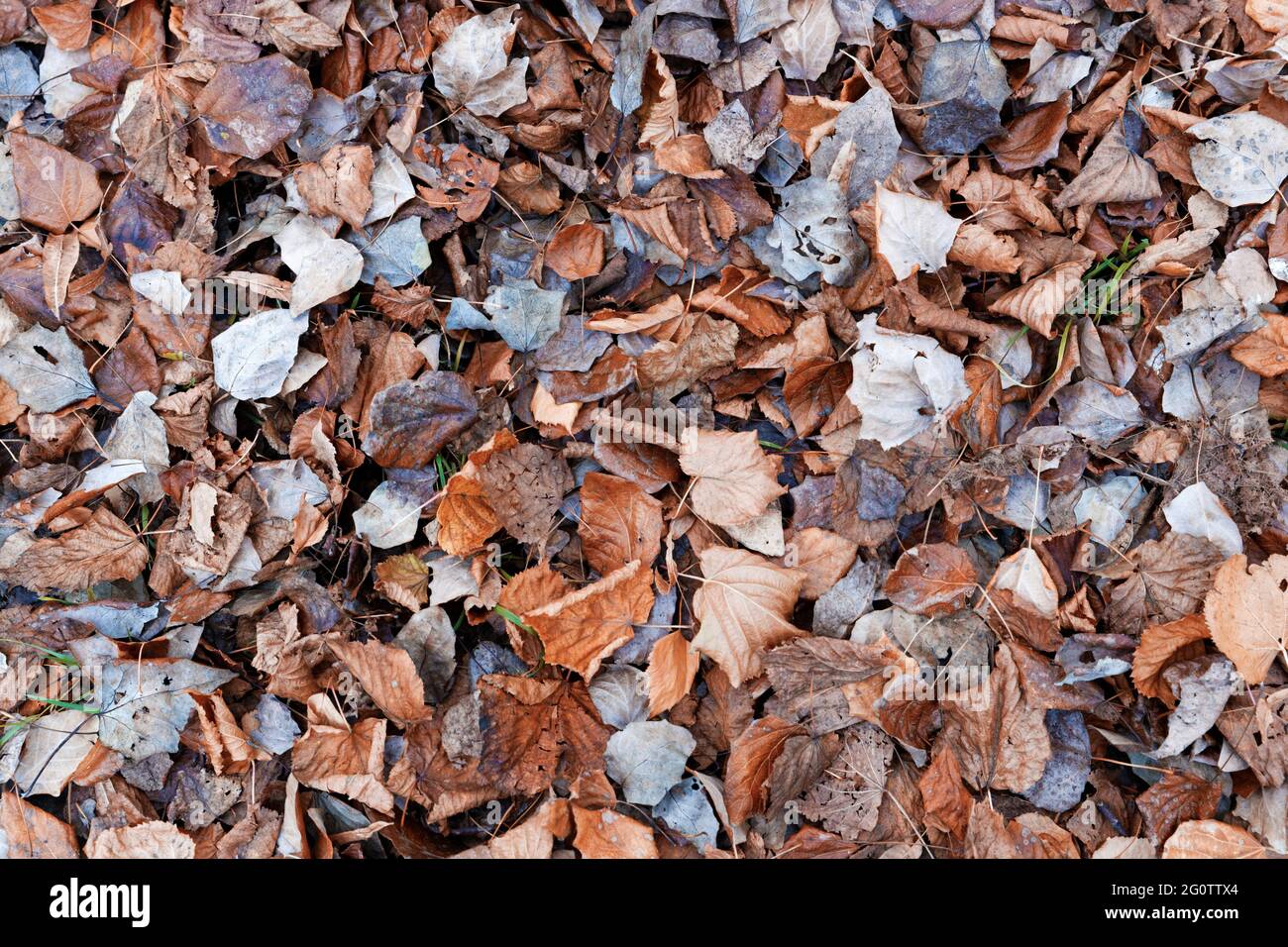 Fallen autumn dry foliage on the ground. Top view. Autumn nature ...