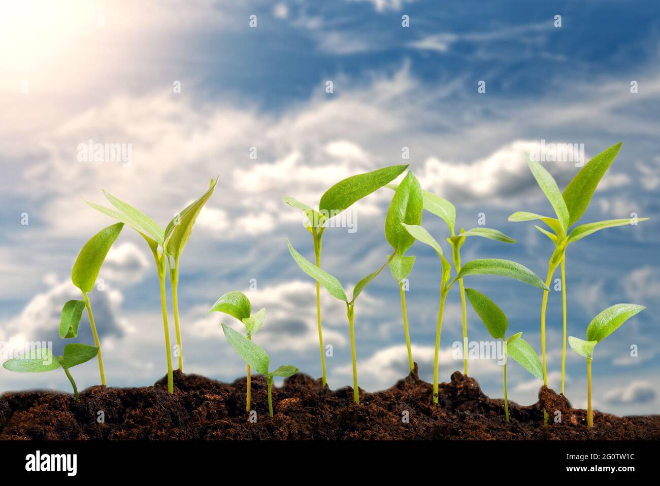 Little green sprout in the ground against blue cloudy sky. Frontal view ...