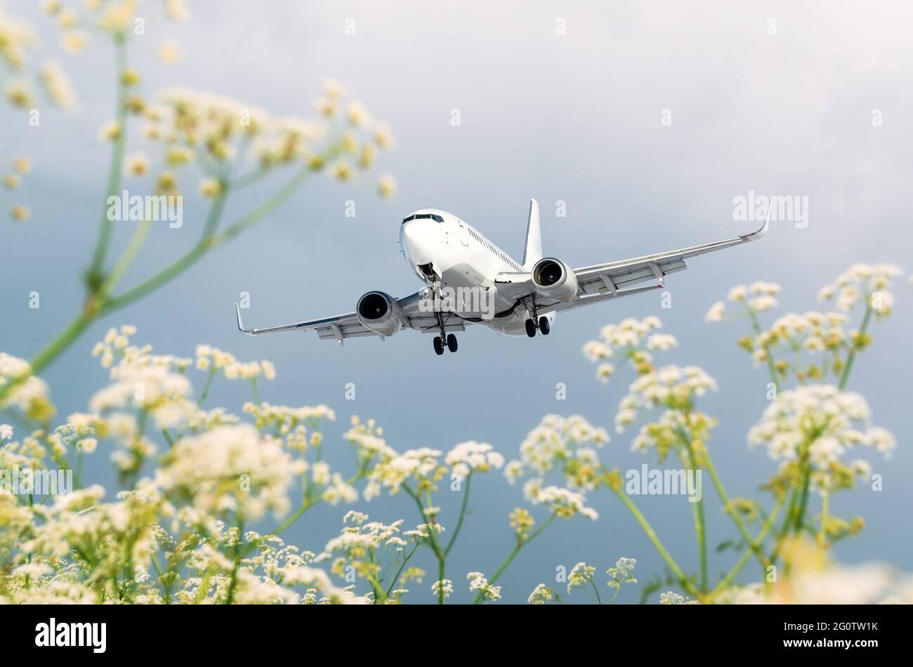 Passenger commercial airplane flies over flower fields at the airport ...