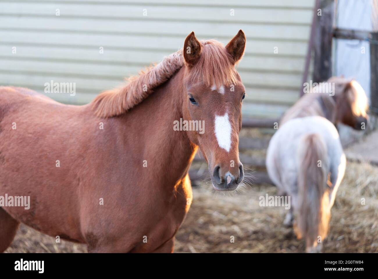 Nice Brown horse and white pony in the stable close-up in a sunny day ...