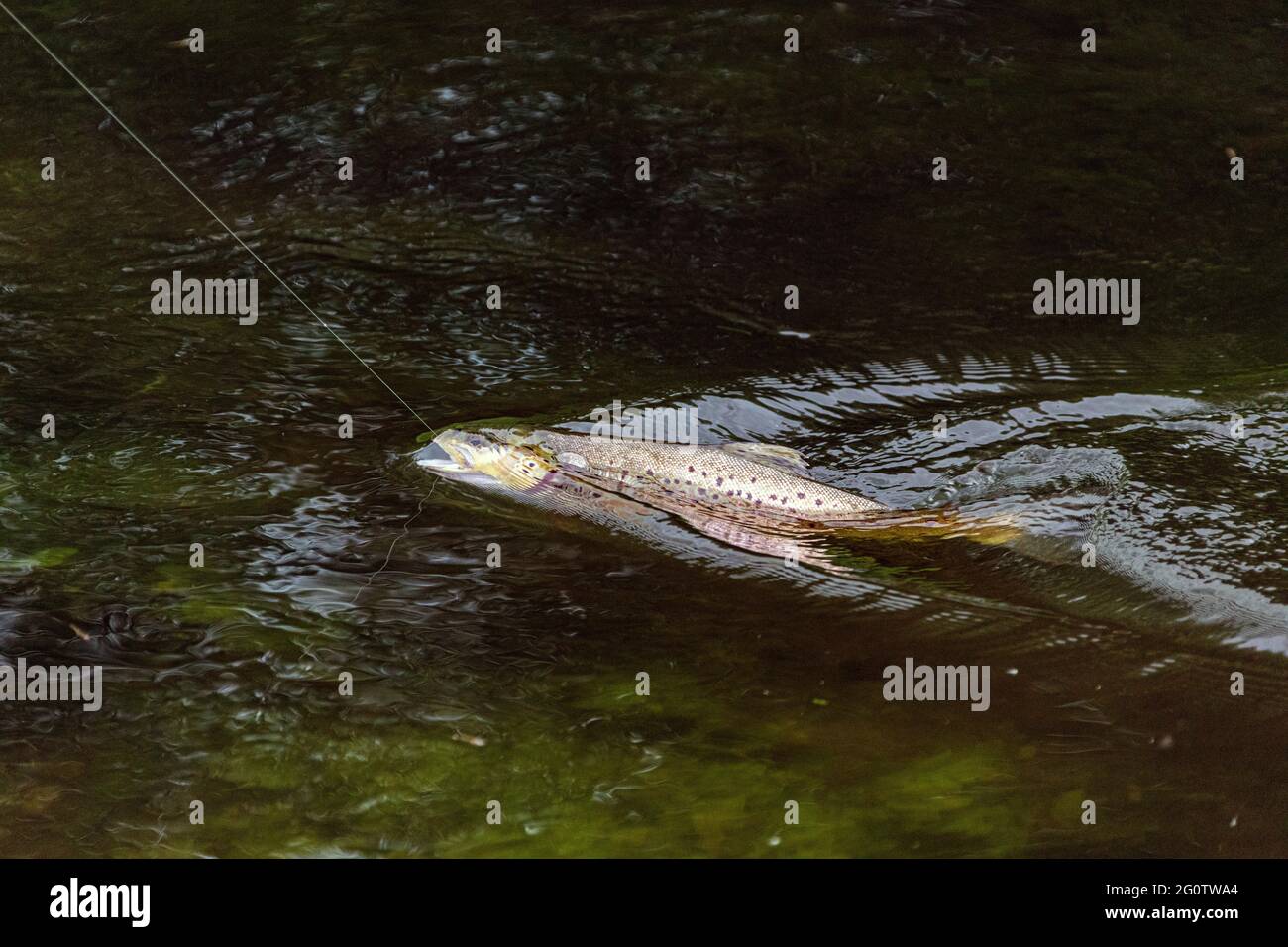 Brown trout being reeled in through water having been caught by a fly ...