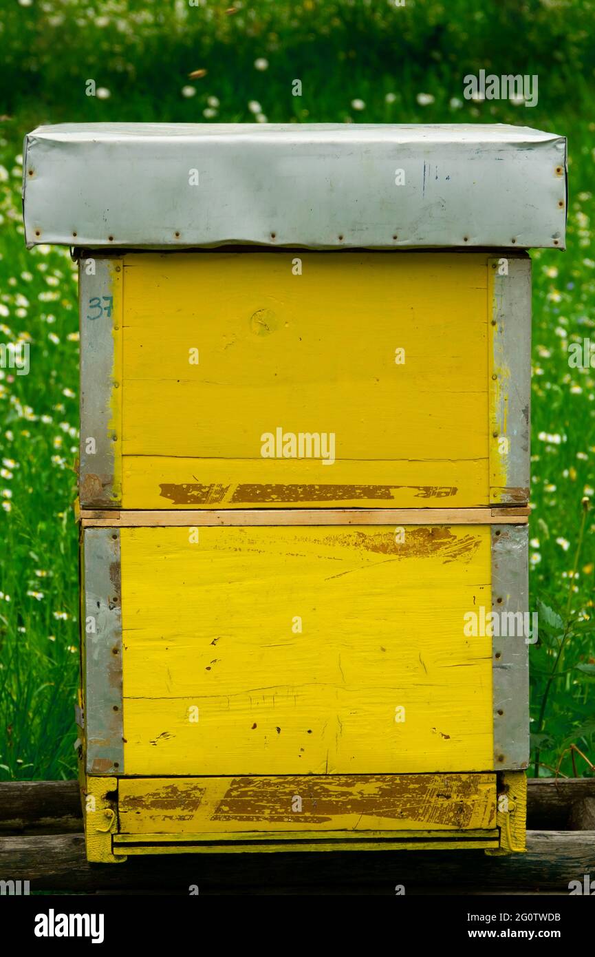 Yellow beehive from the back Stock Photo - Alamy