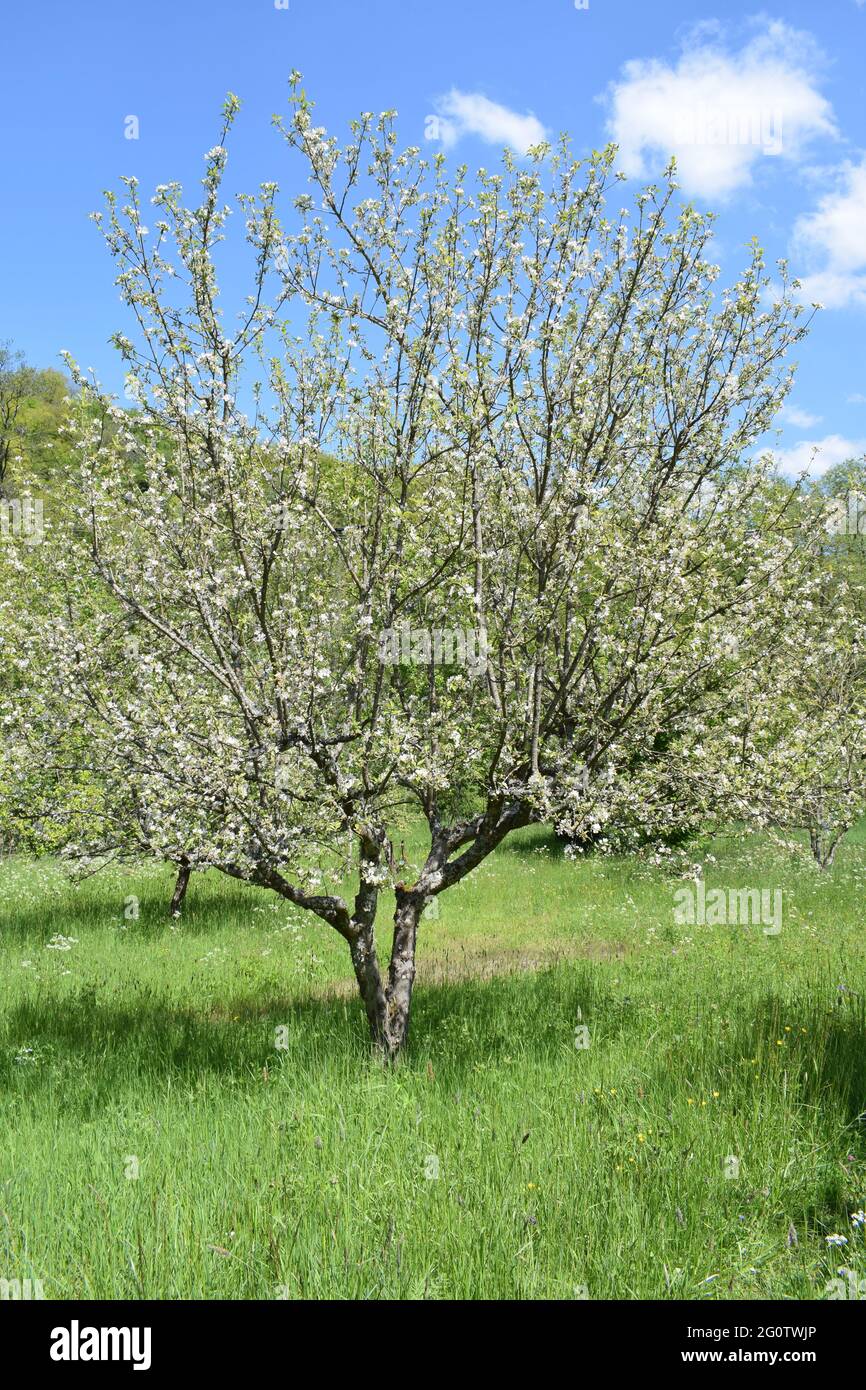 white blooming apple tree Stock Photo - Alamy