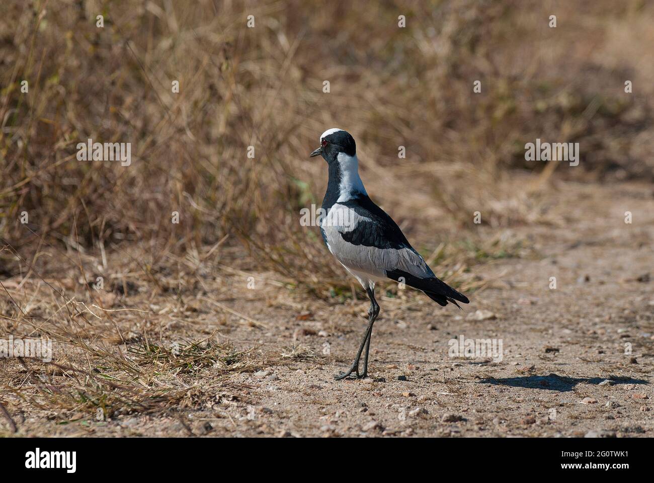 Blacksmith plover, Vanellus armatus, Kruger National Park, South Africa ...