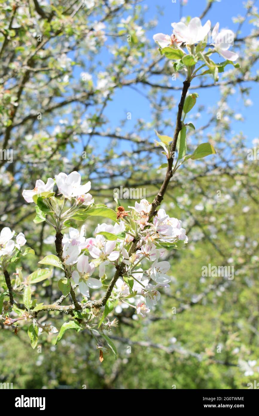 Appel tree flowers hi-res stock photography and images - Alamy