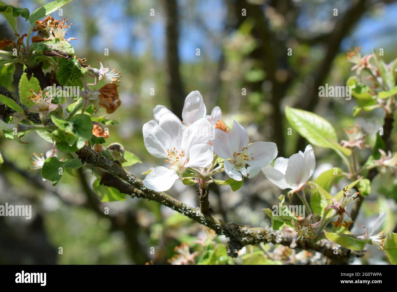 Appel tree flowers hi-res stock photography and images - Alamy