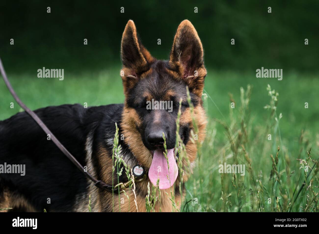Charming puppy of thoroughbred German Shepherd of black and red color ...