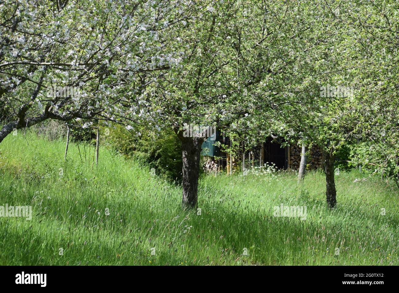 white blooming apple tree Stock Photo - Alamy