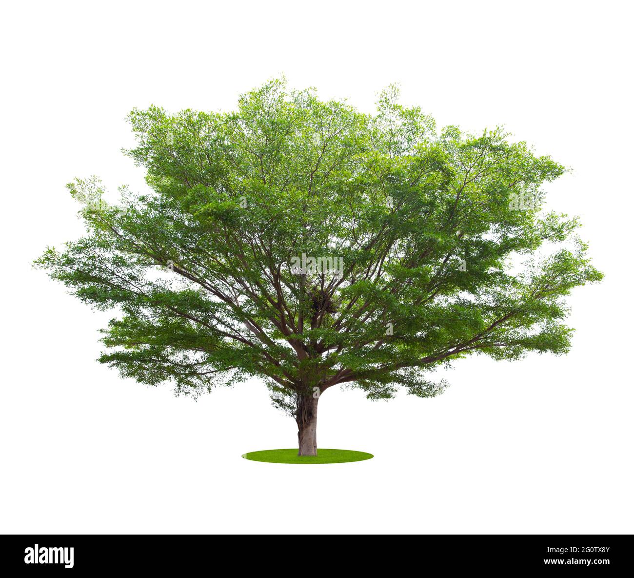 Big tree isolate on white background Stock Photo - Alamy