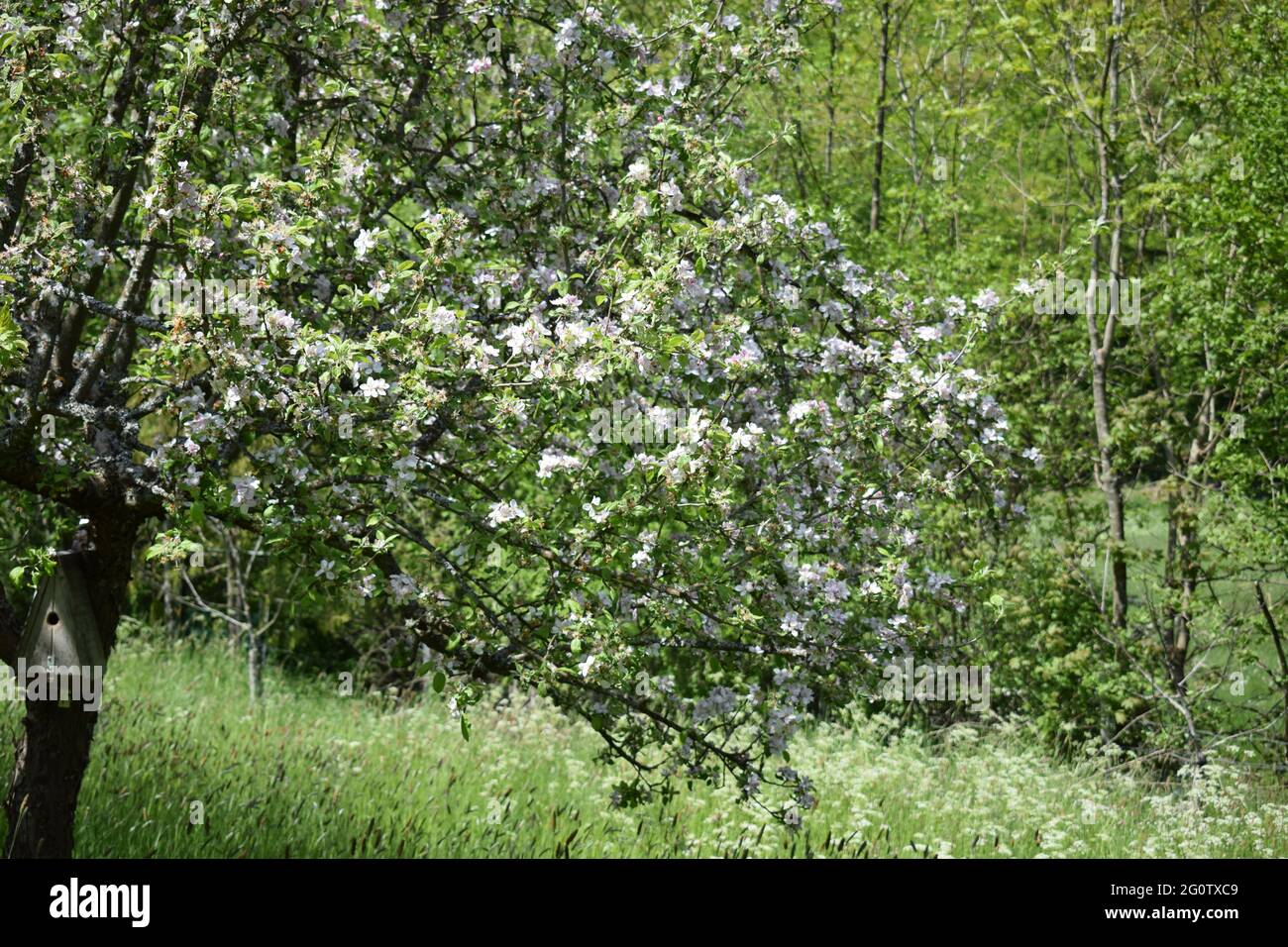 white blooming apple tree Stock Photo - Alamy