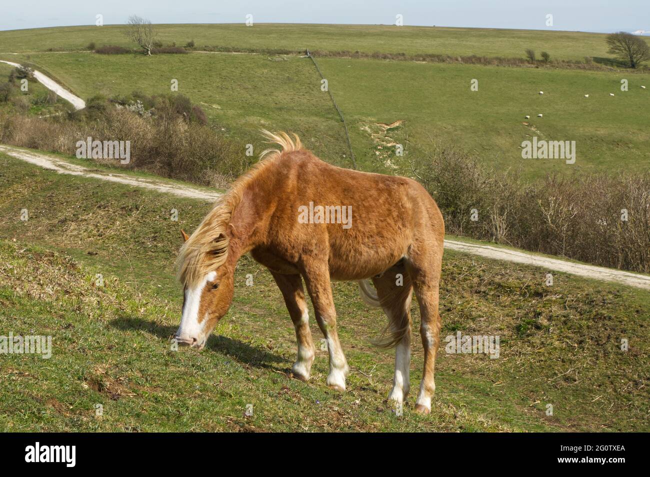 Chestnut pony hi-res stock photography and images - Alamy