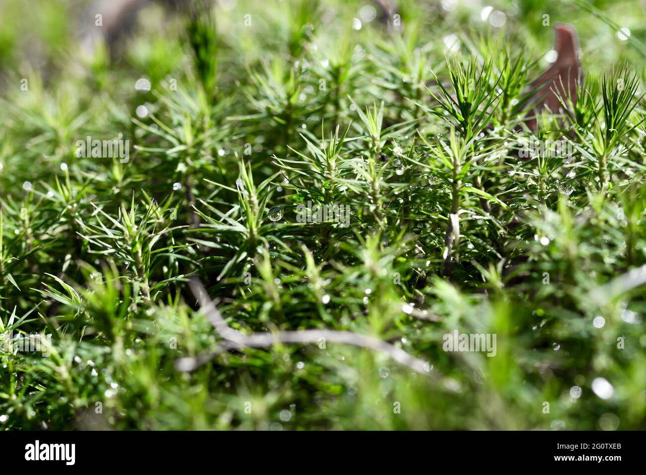 Moss mossy green rain water dew drops hi-res stock photography and ...