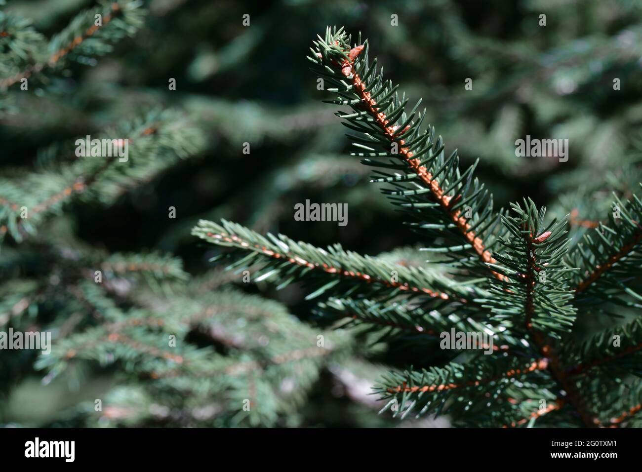 Photo of a branch of a pine tree in the forest, green background Stock ...