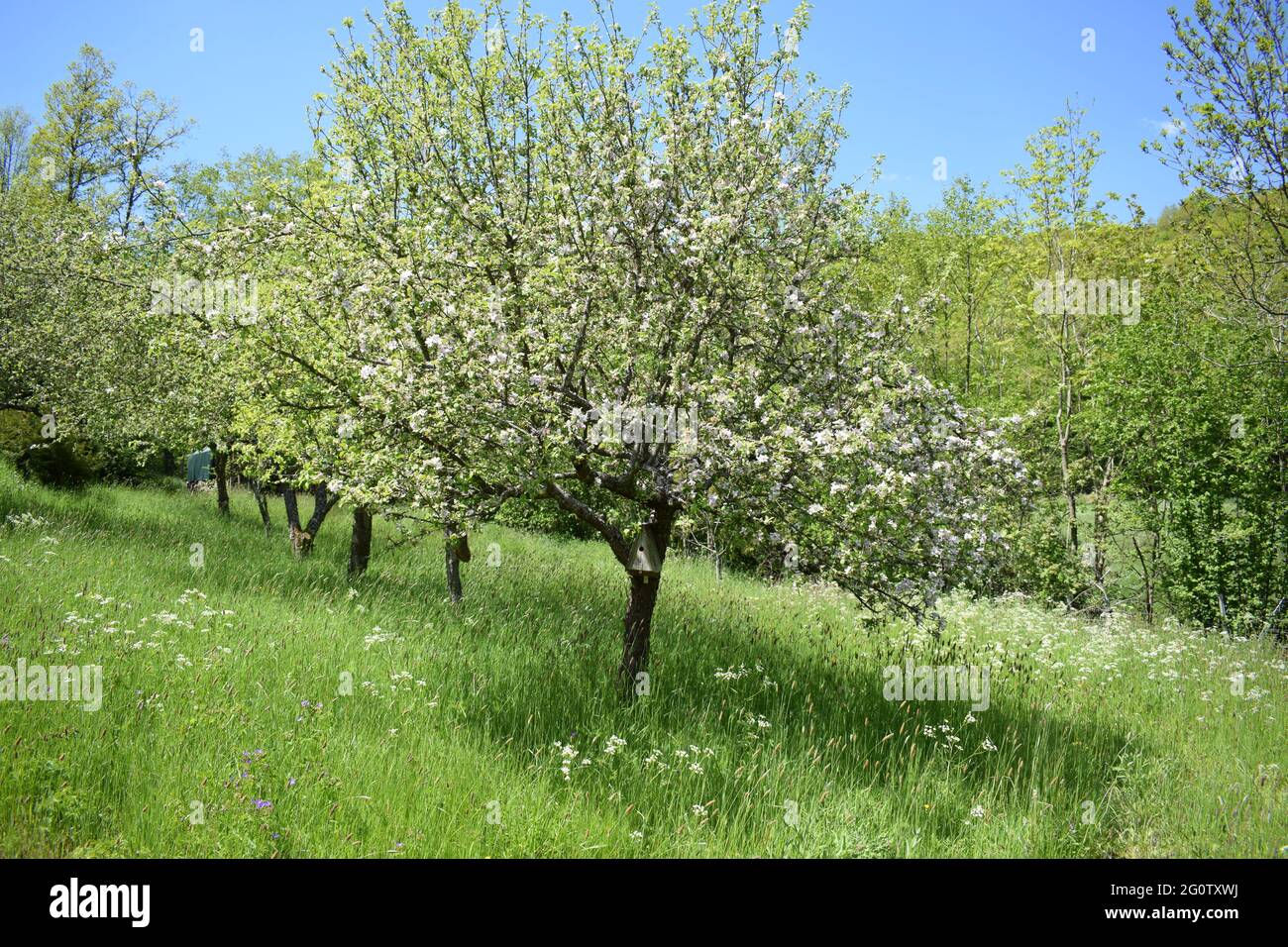 white blooming apple tree Stock Photo - Alamy