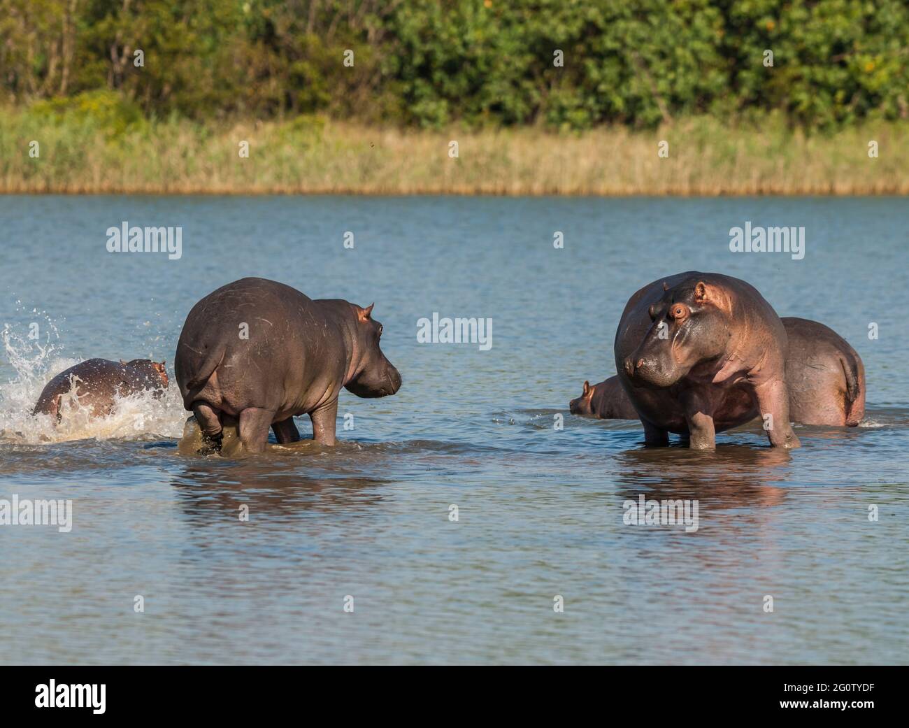 Hippopotamus in wetland environment, Kruger National Park, South Africa ...