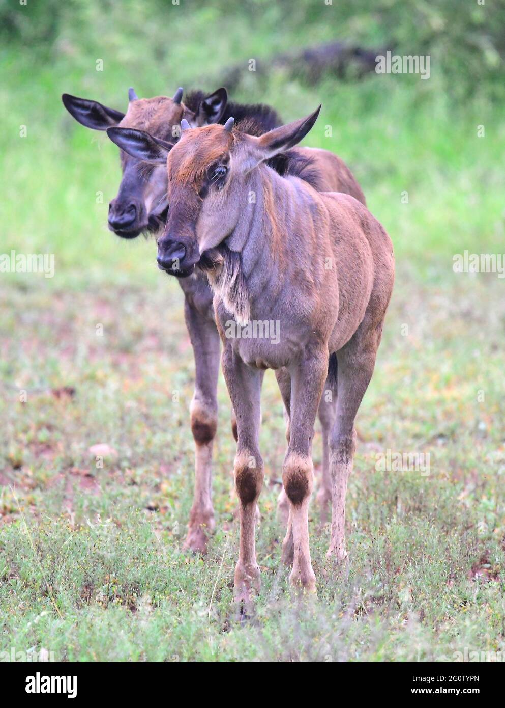 Twp blue wildebeest calves in Kruger National Park, South Africa Stock ...