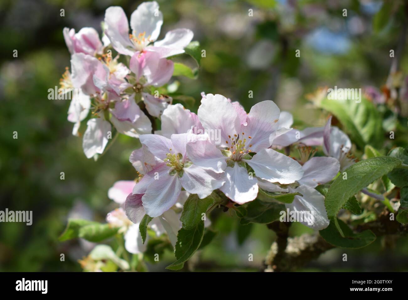 Appel tree flowers hi-res stock photography and images - Alamy