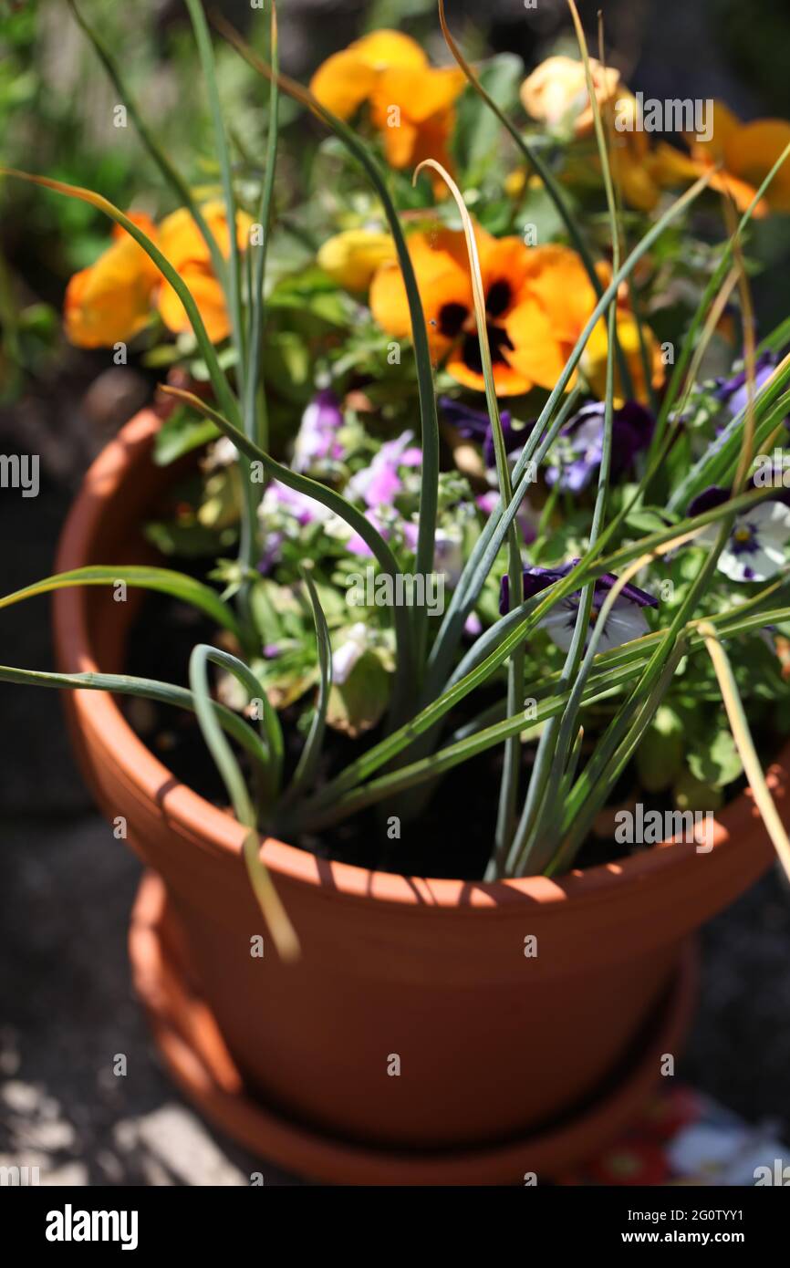 Violas in pots hi-res stock photography and images - Alamy