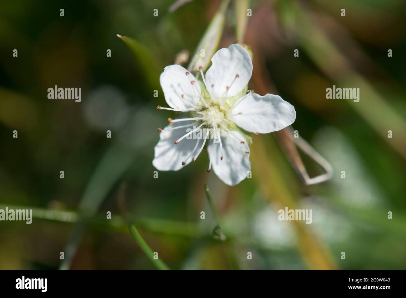 Three-toothed Cinquefoil, Sibbaldiopsis tridentata, Cape St. Mary's ...