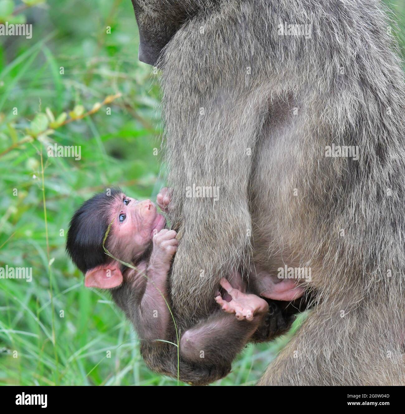 Kruger National Park, South Africa Stock Photo - Alamy