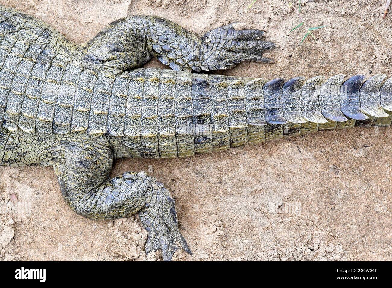 Aerial fiew of rear end of Nile crocodile in Kruger National Park ...
