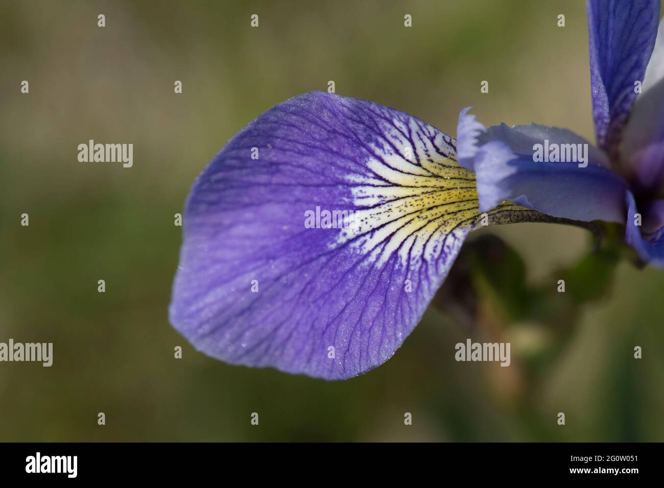 Blue flag iris versicolor flower hi-res stock photography and images ...