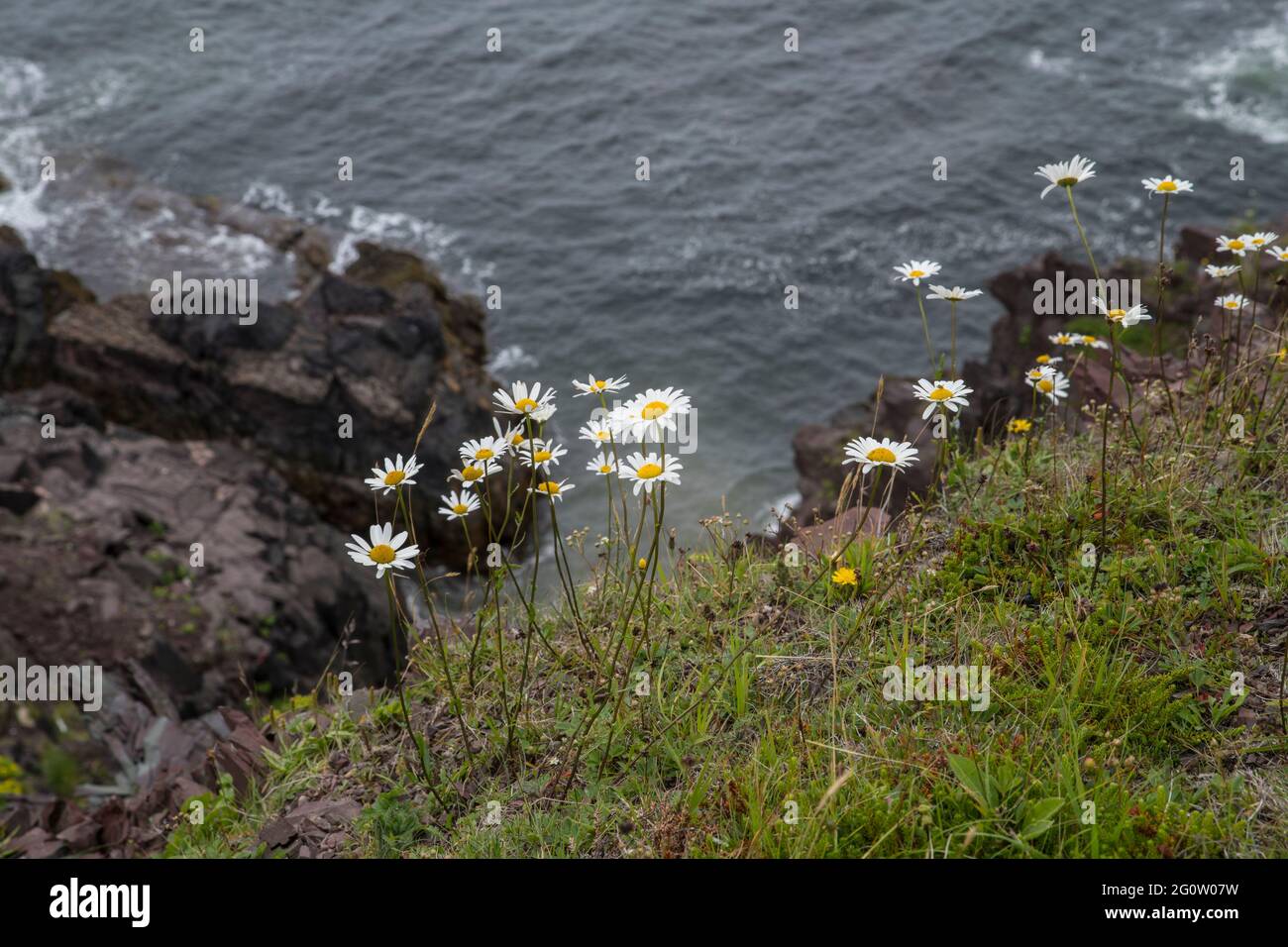 Oxeye Daisy, Leucanthemum vulgare, St. Bride's, Newfoundland, Canada ...
