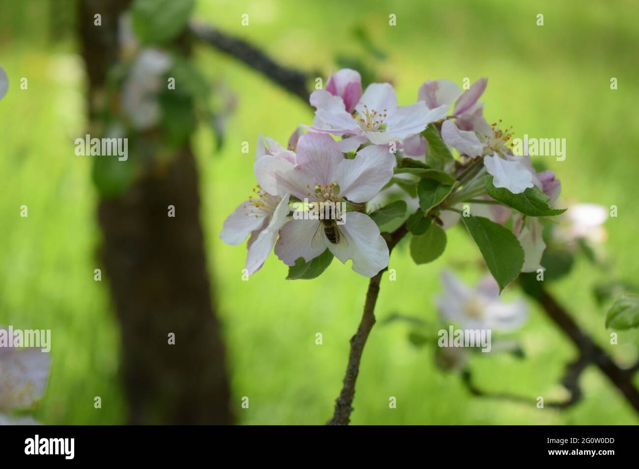 Appel tree flowers hi-res stock photography and images - Alamy