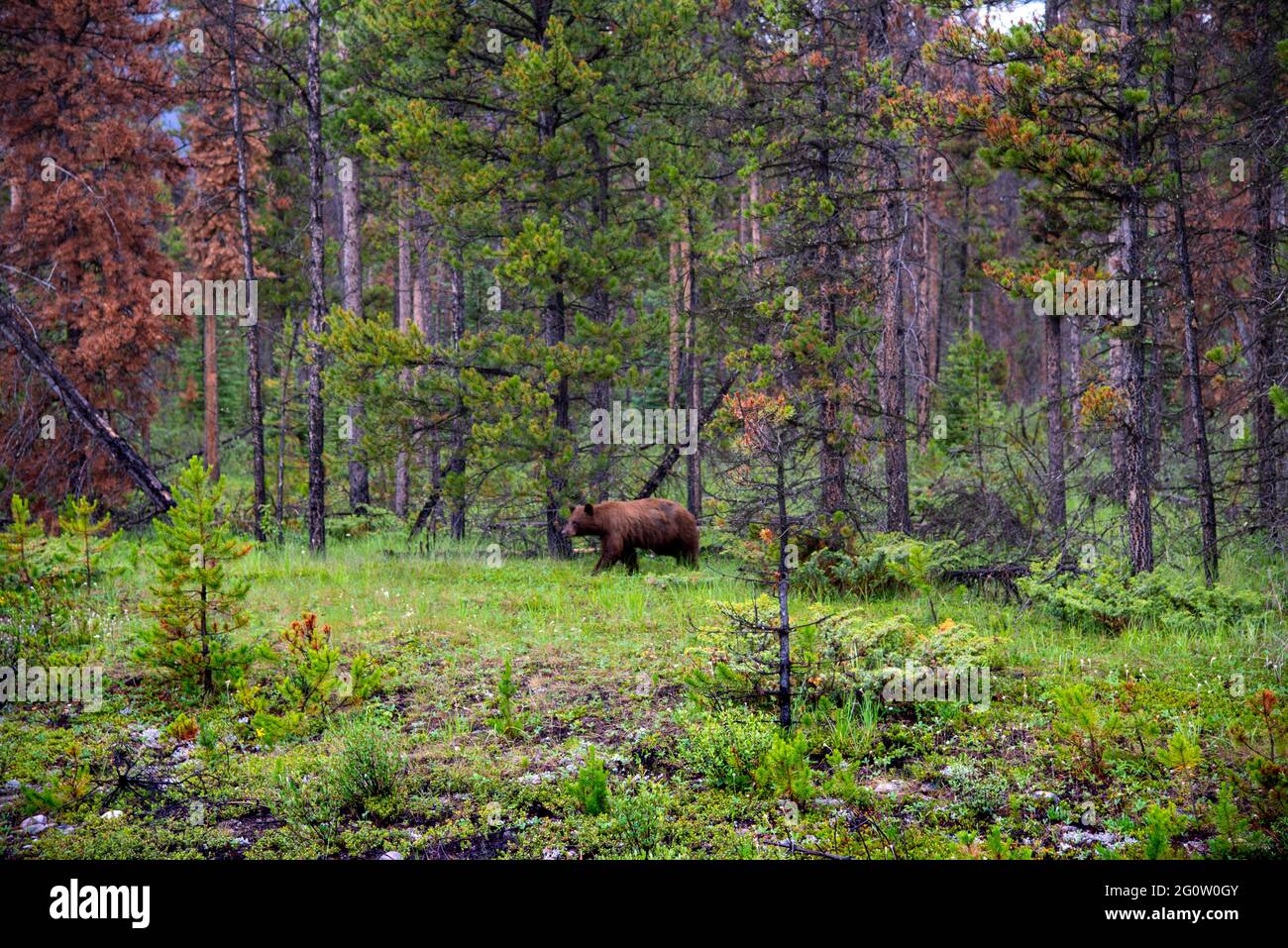 Brown black bear seen in Banff National Park during summer time Stock ...