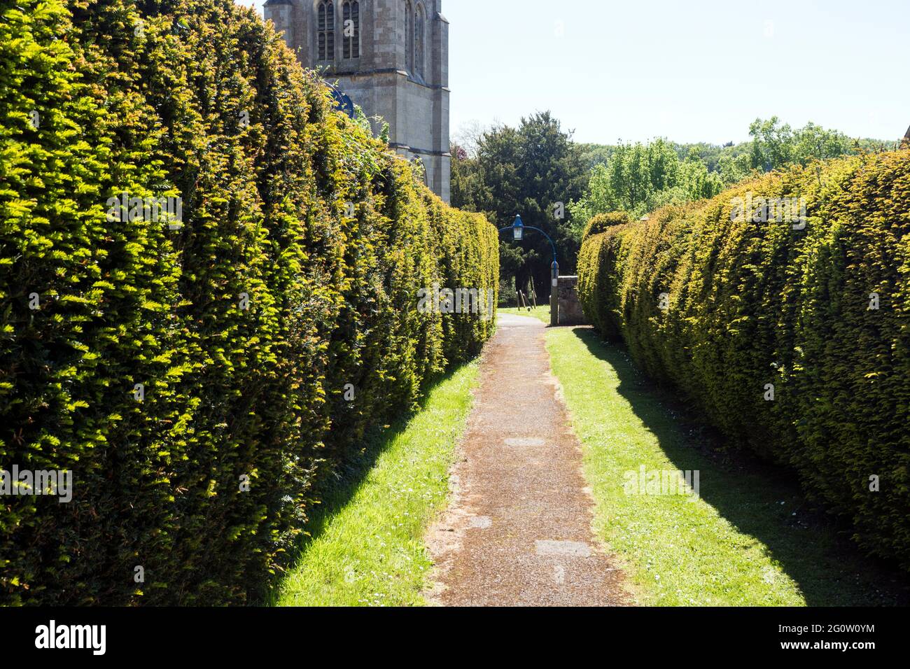 Yew-lined pathway to St. Andrew`s Church, Great Cransley ...