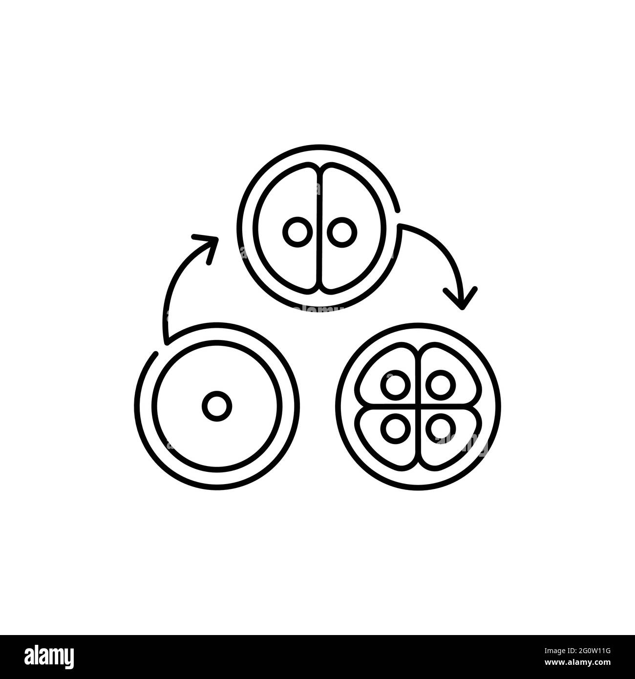 Cell Division Coloring Pages