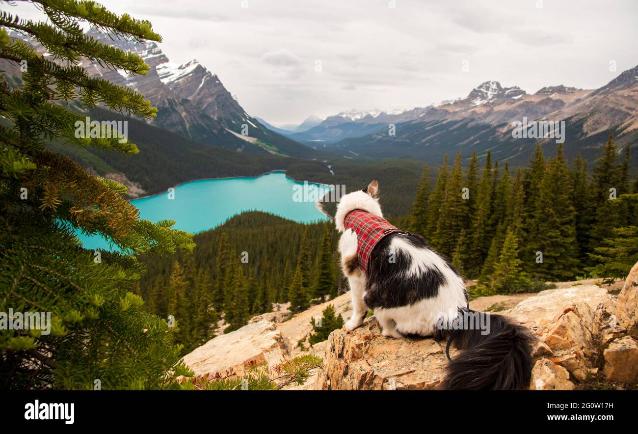 Black and white maine coone cat sitting on a rock in red vest above ...