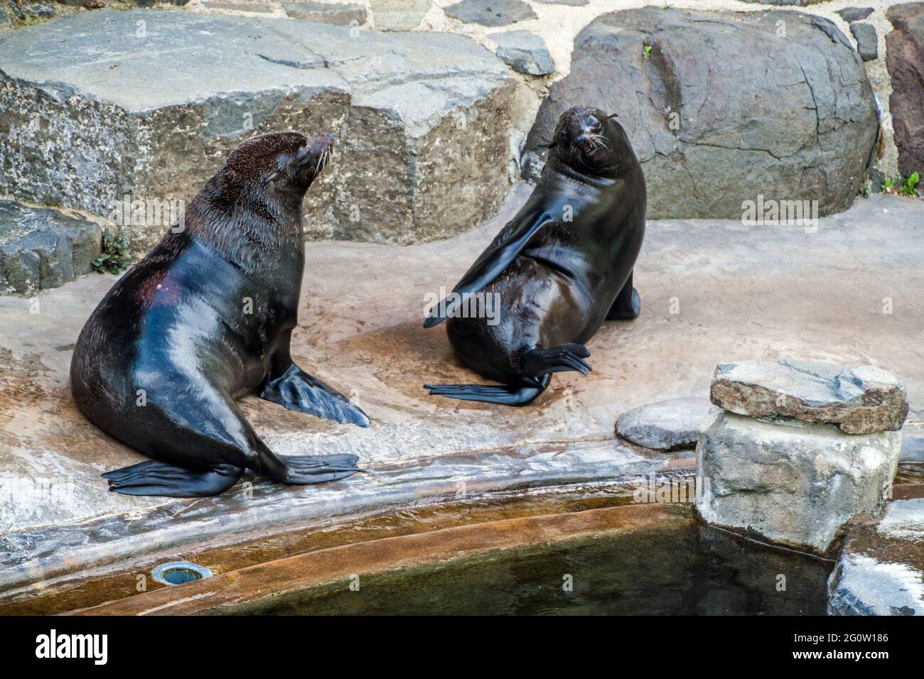 South African Fur Seals (Arctocephalus pusillus) in Prague zoo Stock ...