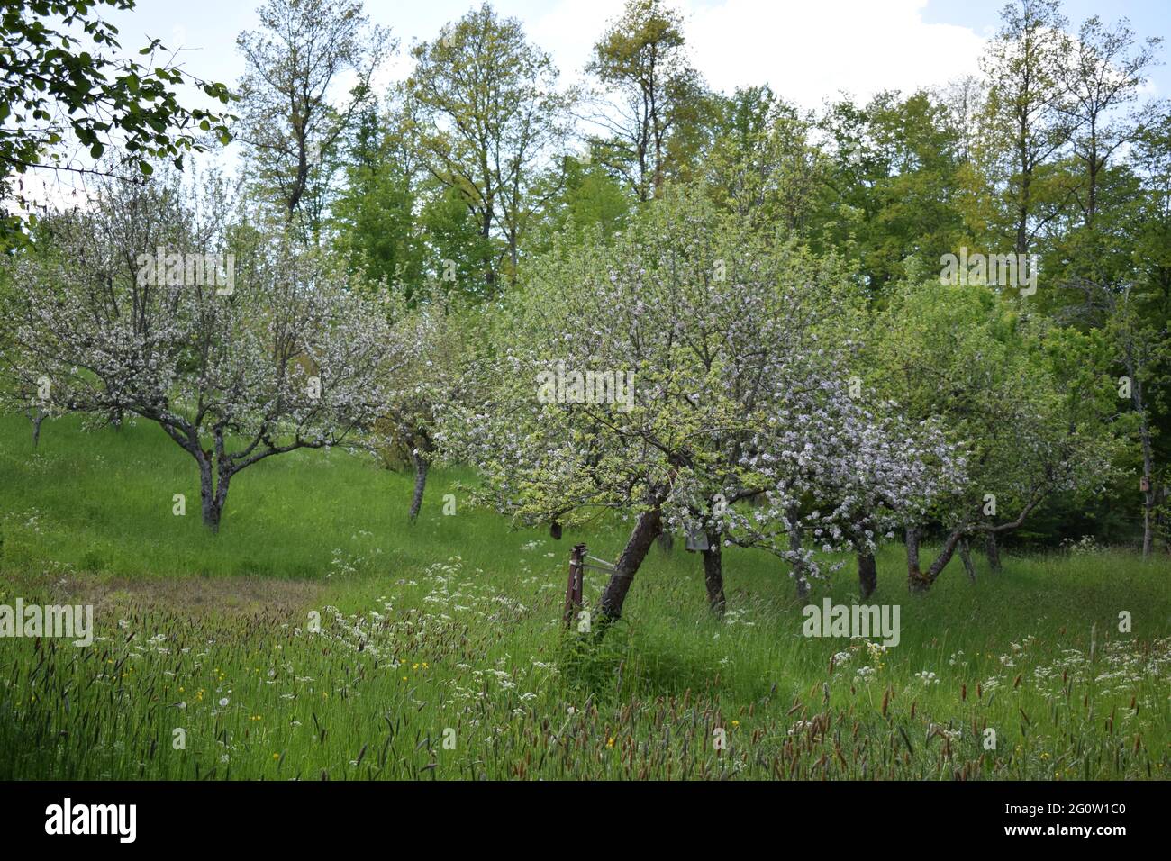 blooming apple trees in a traditional German Streuobstwiese Stock Photo ...