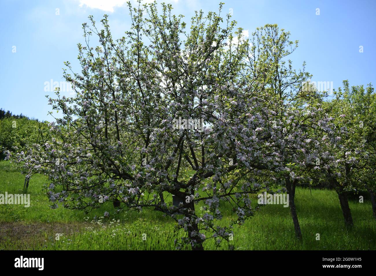 blooming apple trees in a traditional German Streuobstwiese Stock Photo ...