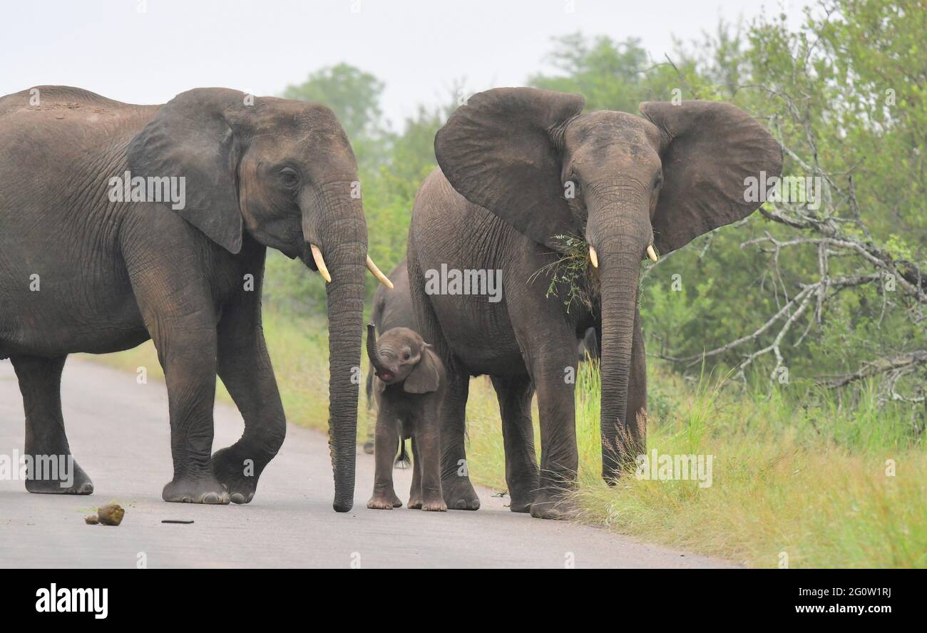 Kruger National Park, South Africa Stock Photo - Alamy